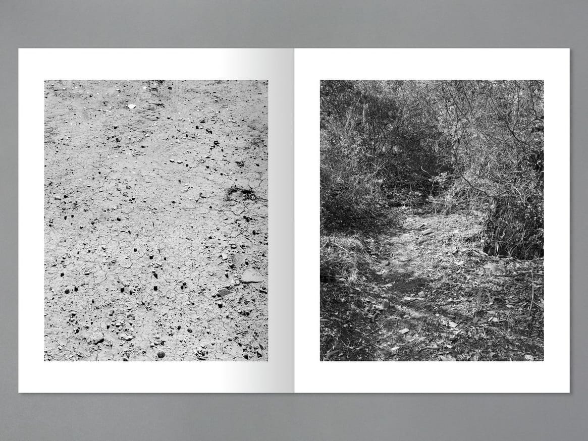 Virginia Wilcox - Arboreal - Printed Matter