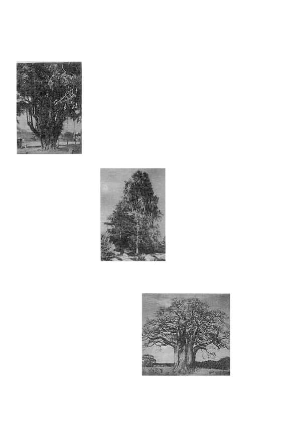 Kwamé Sorrell - Je Suis en Face, 2020 - Printed Matter