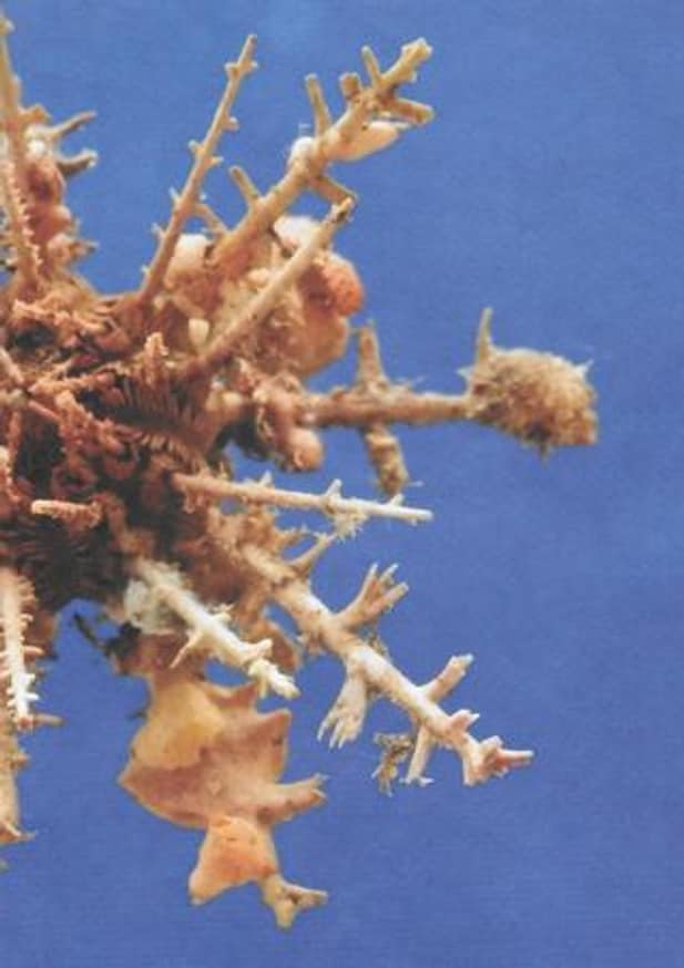 Lewis Teague Wright - Palaone - Printed Matter